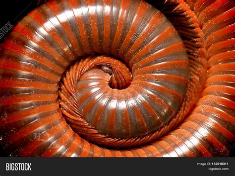 Texture Millipede Image And Photo Free Trial Bigstock