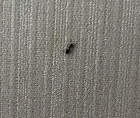 집에서 개미 지식in