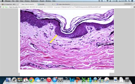 Integumentary System Skin Flashcards Quizlet