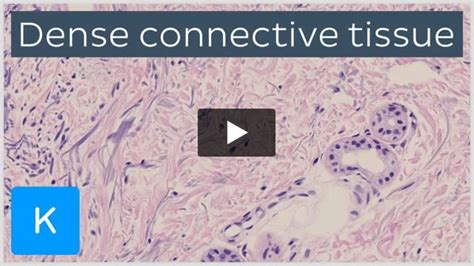 Dense Irregular Connective Tissue Diagram Dense Irregular Connective Tissue Diagram