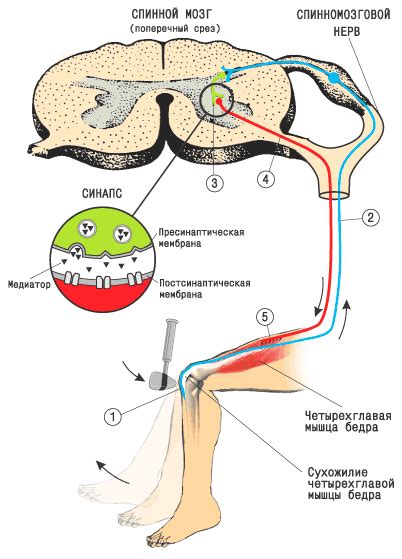 Рефлексы | Кинезиолог