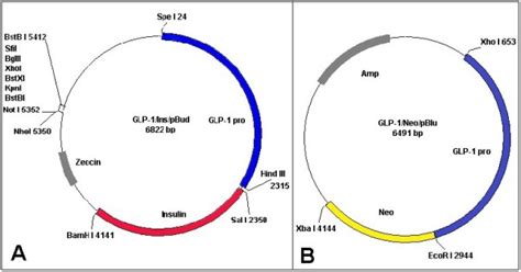 Construction And Restriction Maps Of Recombinant Plasmids A Download Scientific Diagram