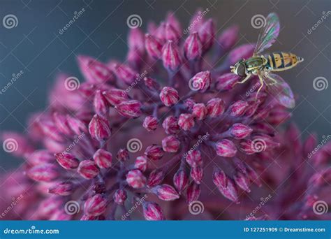 Flower Fly With Translucent Wings Resting On Sedum Stock Image Image
