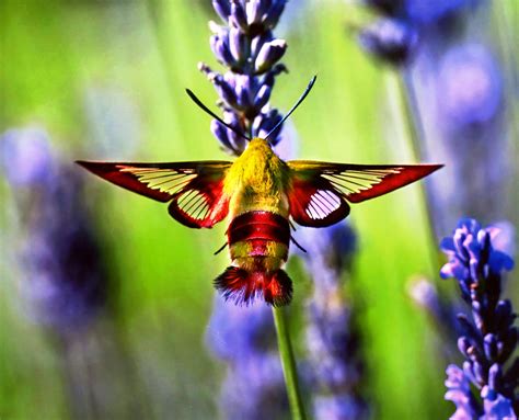Hummingbird Clearwing Moth Featured On 2025 Ohio Wildlife Legacy Stamp Farm And Dairy
