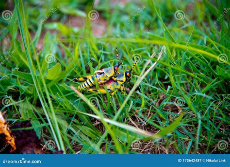 Mating Of Grasshoppers Grasshopper Breeds Sexually Namely The Distribution Of Sperm Of Male