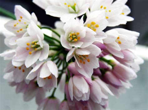 Neum Flowers Free Photo Download Freeimages