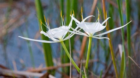 How To Grow And Care For Spider Lily Lycoris Spp Planet Natural