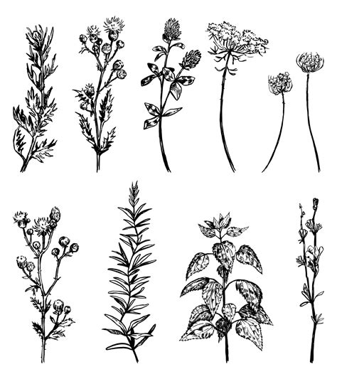 Premium Vector Wild Plants Collection Retro Ink Sketches Of Weeds
