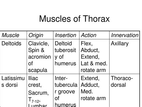 Ppt Classification Of Muscles Of The Trunk Powerpoint Presentation