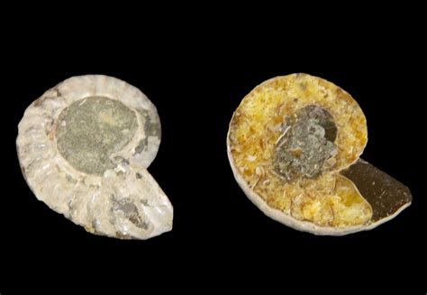 Recrystallization Fossil