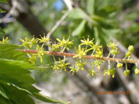 Acer Cissifolium