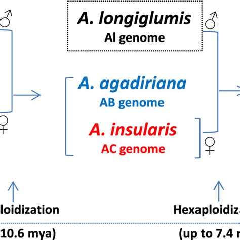 Phylogenetic Trees Of 25 Oat Species With Branch Support Node Age And