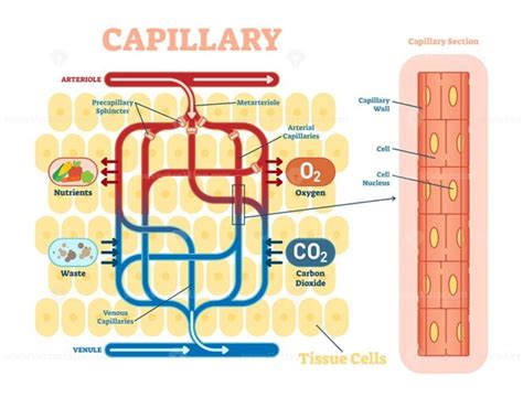 Capillary Schematic Anatomical Vector Illustration Diagram Vectormine