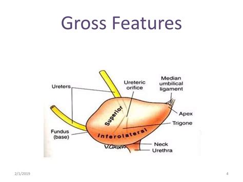 Urinary Bladder Anatomy Pptx