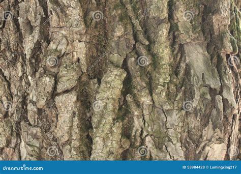 The Old Bark Stock Photo Image Of Years Tree Crackle 53984428