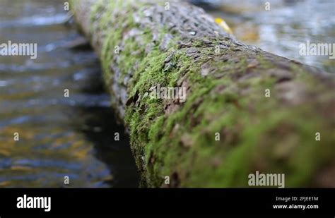 Fallen Tree Log And Water Flowing In A River Stock Video Footage Alamy
