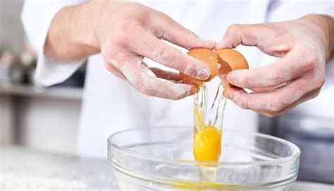 Berapa Lama Telur Ayam Menetas Berikut Penjelasannya Indofarm