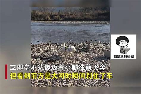 狗狗听到主人指令无脑冲跑进河里紧急刹车回头瞬间乐坏了