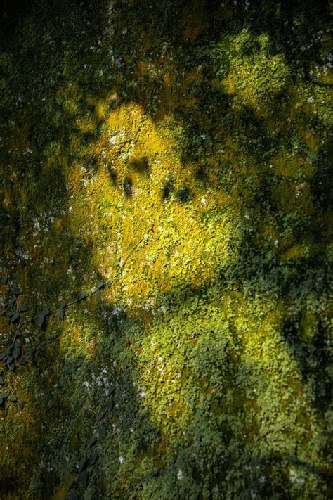 Tree Shadow Stone Texture Background Stone Moss Light And Shadow