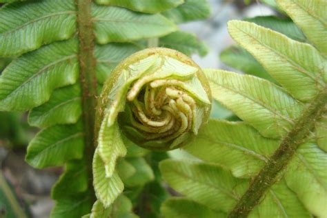 Fern Uncurling Beautiful Flowers Flowers Plants