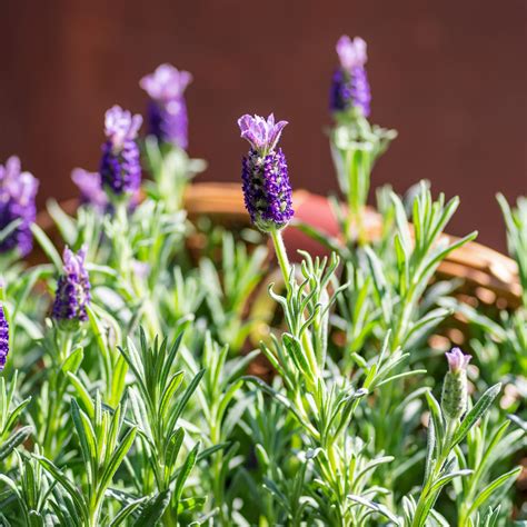 Lavender Plant Benefits In Bedroom