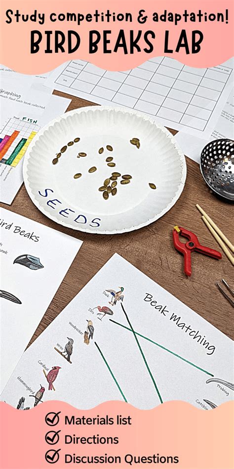 Bird Beaks Lab Competition And Adaptation Classroom Activity Artofit