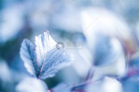 自然的美丽环境生态植物和园艺概高清图片下载 正版图片505708675 摄图网