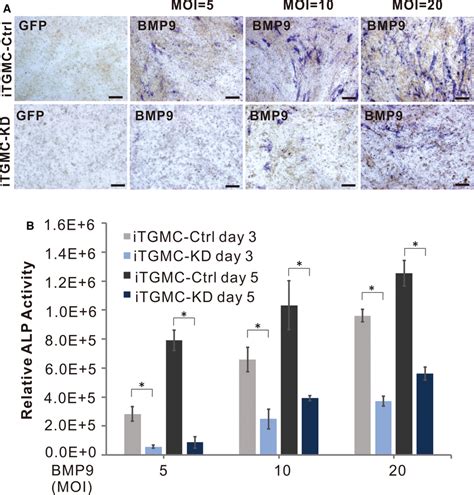Silencing βcatenin expression blunts BMP induced expression of Download Scientific Diagram