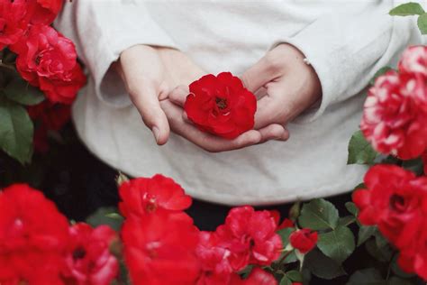 배경 화면 장미 꽃 빨간 정원 장미 장미 가족 꽃 피는 식물 장미의 주문 꽃잎 플로리스트 리 꽃꽂이 꽃다발 꽃을 자르다 플로랄 디자인 유아 어린이