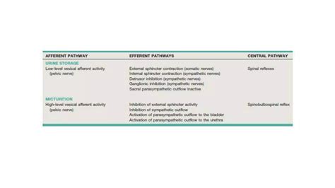 Nerve Suply Of Bladder And Physiology Ppt