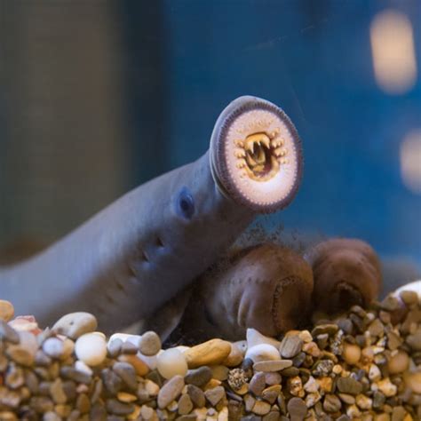 This Is The Same Guy Rhellsing