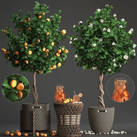 装饰花盆中开白色花朵和结满果实的橘树3D模型OBJ FBX MAX 云瑞设计