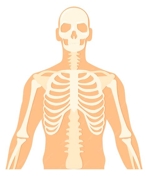 Premium Vector Upper Body Body Structure Human Skeleton Anatomy