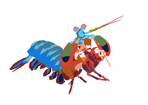 Mantis Shrimp Bite