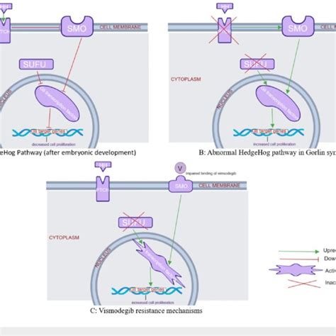 A Illustration Showing Normal Hedgehog Pathway B Illustration