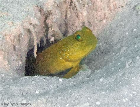 Cryptocentrus Cinctus Marshall Islands