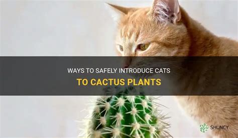 Ways To Safely Introduce Cats To Cactus Plants Shuncy
