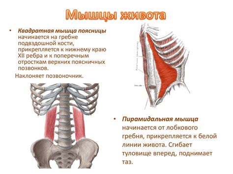 Мышцы и фасции туловища презентация онлайн