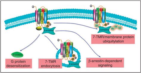 β Arrestins 1 And 2 Are Critical Regulators Of Inflammation Abstract