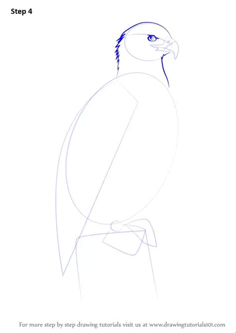 How To Draw Bald Eagle Full Body Bird Of Prey Step By Step Eagle