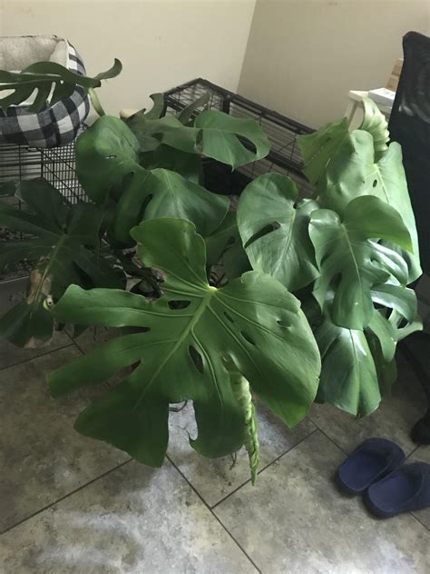 My Wonderful Mom Surprised Me With This Beautiful Monstera How