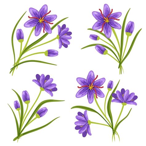 손으로 그린 사프란 그림 무료 벡터