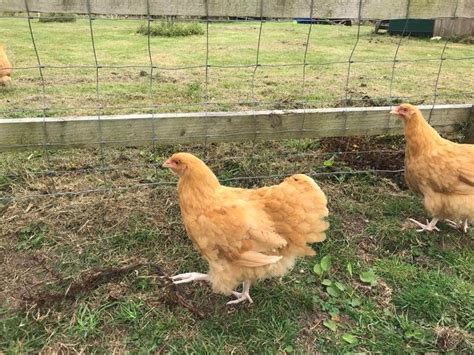 Orpington Chickens Everything You Want To Know Answered