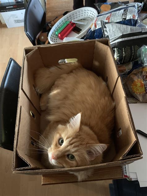 Hiccup Demonstrates The Classic If I Fits I Sits” Roneorangebraincell
