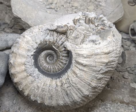 Fossil Of The Month January Charmouth Heritage Coast Centre