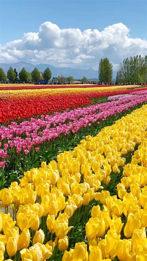 Tulip Field Photoshoot Artofit