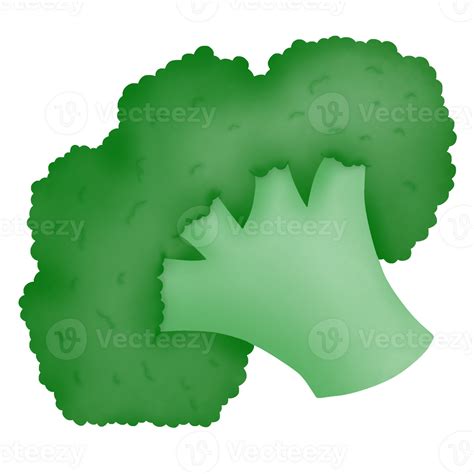Broccoli Cartoon Drawing 28211111 Png