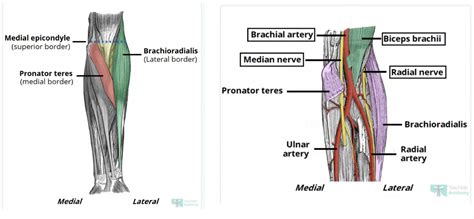 MemorAid Test Cubital Fossa