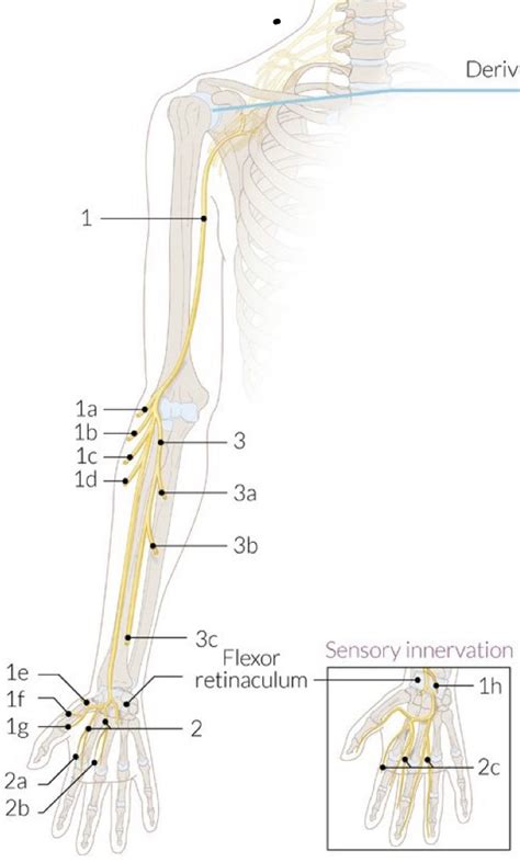 Median Nerve Motor And Sensory Diagram Quizlet
