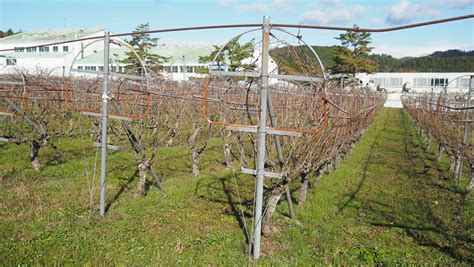 Exploring Japanese Wine 6 Visiting Tamba Wine In Kyoto